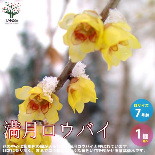 商品発送元："ITANSE農園セレクト通販"Healthy Herb &amp; Plants &amp; Foフラワー・ガーデニング、植木・盆栽・果樹ロウバイはまるでロウ細工のような黄色い花を咲かせる、中国原産の落葉低木です。花の中心に紫...