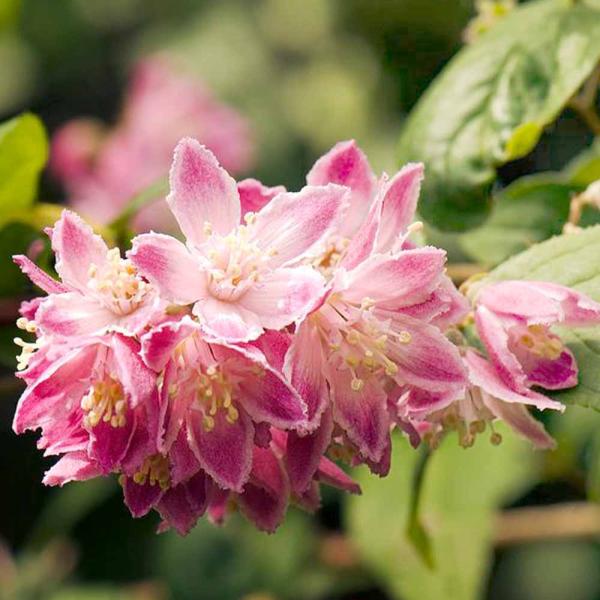 商品発送元："ITANSE農園セレクト通販"Healthy Herb &amp; Plants &amp; Foフラワー・ガーデニング、植木・盆栽・果樹ウツギは白花品種ですが、マギシェンは赤花品種で、白地に濃いピンク色の絞り模様がつく花が特...