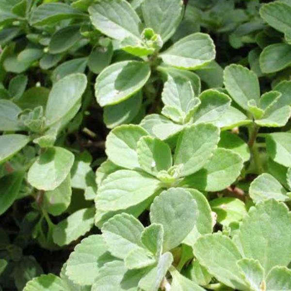 商品発送元："ITANSE農園セレクト通販"Healthy Herb &amp; Plants &amp; Foボルトジンユは「奇跡の薬草」や「驚異の薬草」として注目されています。フラワー・ガーデニング、ガーデニング、苗物、ハーブボルトジン...