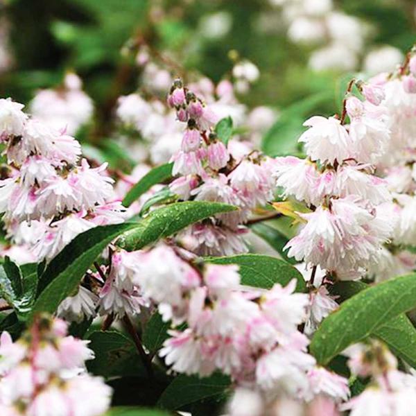 商品発送元："ITANSE農園セレクト通販"Healthy Herb &amp; Plants &amp; Foフラワー・ガーデニング、植木・盆栽・果樹サラサウツギは、花びらの外側がピンク色で、内側が白色の八重咲き品種です。花の形が特徴的で...