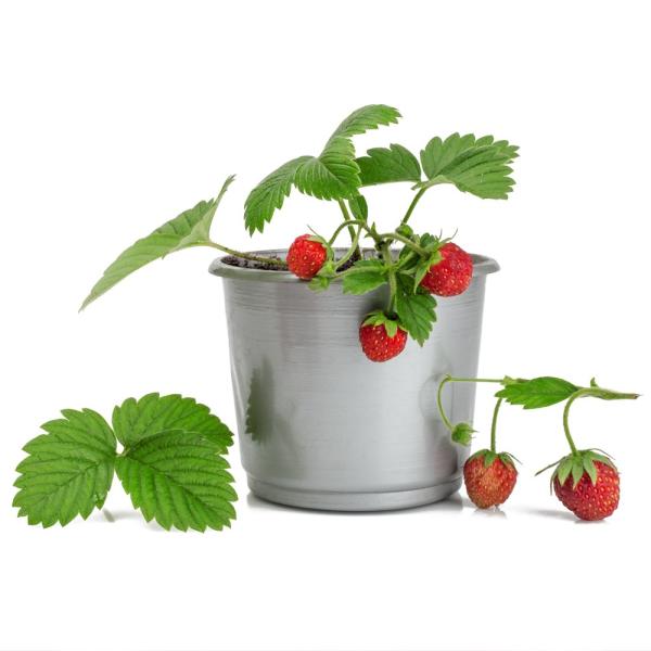 商品発送元："ITANSE農園セレクト通販"Healthy Herb &amp; Plants &amp; Foご家庭でも比較的放任で簡単に育てることができる野いちごです!フラワー・ガーデニング、ガーデニング、苗物、野菜「ワイルドストロベリ...