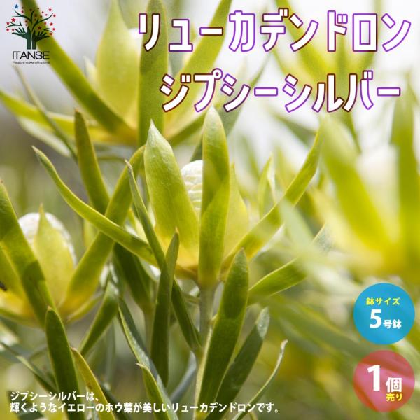 商品発送元："ITANSE農園セレクト通販"Healthy Herb &amp; Plants &amp; Foフラワー・ガーデニング、植木・盆栽・果樹ジプシーシルバーは輝くようなイエローのホウ葉が美しいリューカデンドロンです。品種によって...
