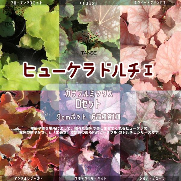商品発送元："ITANSE農園セレクト通販"Healthy Herb &amp; Plants &amp; Foフラワー・ガーデニング、植木・盆栽・果樹「PW ヒューケラ・ドルチェ」の美しい葉色をめいっぱい楽しめるお得なセットです！ 【セッ...