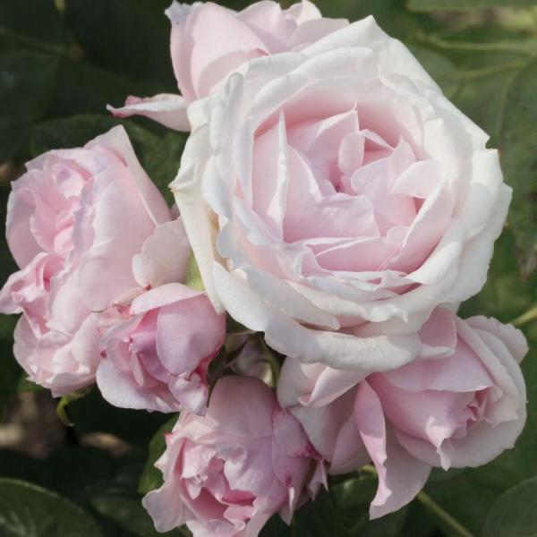 商品発送元："ITANSE農園セレクト通販"Healthy Herb &amp; Plants &amp; Foフラワー・ガーデニング、ガーデニング、苗物、花【PVP登録品種：品種名:プチ トリアノン(登録番号 第18893号)】フランス王...