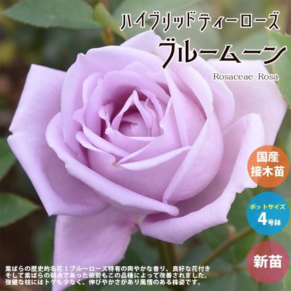 商品発送元："ITANSE農園セレクト通販"Healthy Herb &amp; Plants &amp; Foフラワー・ガーデニング、ガーデニング、苗物、花ブルームーンは、半世紀以上もの歴史を持ち、初代の紫色バラの代表として、また今もなお...