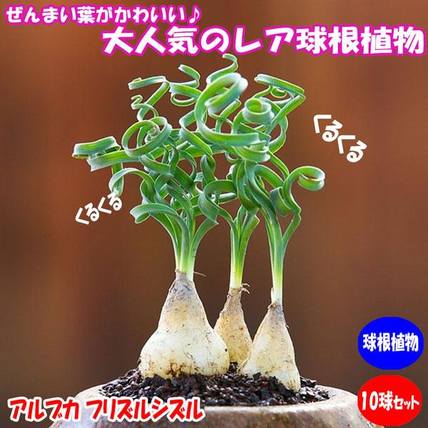 商品発送元："ITANSE農園セレクト通販"Healthy Herb &amp; Plants &amp; Fo最近、レア球根植物として大人気の「アルブカ」。 「ナンジャコリャ」とも呼ばれています。フラワー・ガーデニング、ガーデニング、種子...