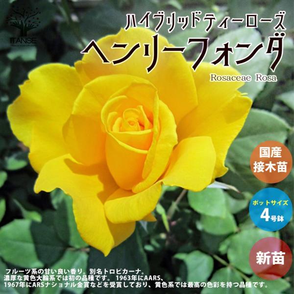 商品発送元："ITANSE農園セレクト通販"Healthy Herb &amp; Plants &amp; Foフラワー・ガーデニング別名トロピカーナと呼ばれる、フルーツ系の甘い良い香りのバラです。濃厚な黄色大輪系では初の品種で、黄色系では...
