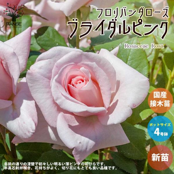 商品発送元："ITANSE農園セレクト通販"Healthy Herb &amp; Plants &amp; Foフラワー・ガーデニングブライダルピンクは、パパ・フロリバンダことバーナー氏の傑作品種です。美しく澄んだピンクと整った花型が今も愛...