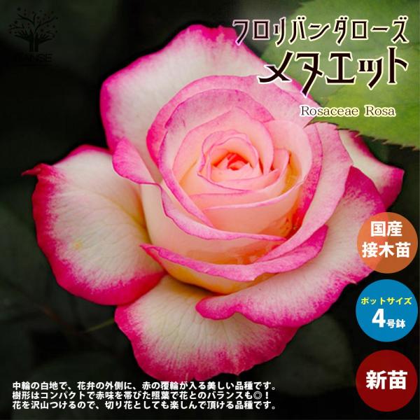 商品発送元："ITANSE農園セレクト通販"Healthy Herb &amp; Plants &amp; Foフラワー・ガーデニングメヌエットは、花は中輪の白地で、花弁の外側に、赤の覆輪が入る美しい品種です。樹形はコンパクトで、赤味を帯び...