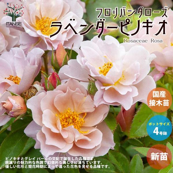 商品発送元："ITANSE農園セレクト通販"Healthy Herb &amp; Plants &amp; Foフラワー・ガーデニング交配親にピノキオとグレイパールを持つため花色が特徴的で、濃淡のラベンダー色に変化していきます。丸弁平咲で、...