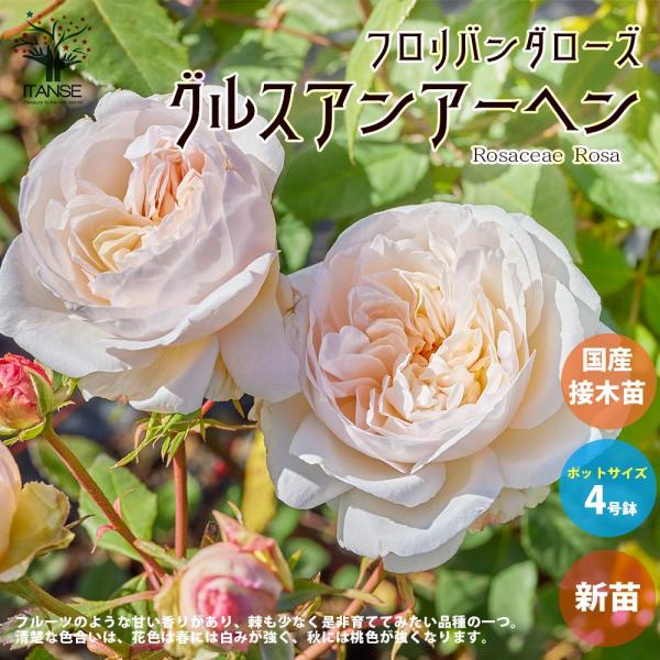 商品発送元："ITANSE農園セレクト通販"Healthy Herb &amp; Plants &amp; Foフラワー・ガーデニンググルスアンアーヘンはフルーツのような甘い香りがあり、棘も少なく是非育ててみたい品種の一つです。ややアンズ色...