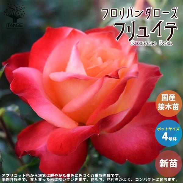 商品発送元："ITANSE農園セレクト通販"Healthy Herb &amp; Plants &amp; Foフラワー・ガーデニングアプリコット色から次第に鮮やかな朱色に色づく、八重咲きの美しいバラです。8?の半剣弁咲きで、まとまった形に...