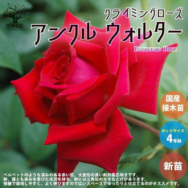 商品発送元："ITANSE農園セレクト通販"Healthy Herb &amp; Plants &amp; Foフラワー・ガーデニングベルベット光沢がある深みのある緋赤の花色に、整った剣弁高芯咲きの大輪の花を咲かせます。幹、葉とも赤みを帯び...