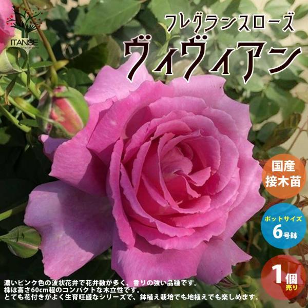 商品発送元："ITANSE農園セレクト通販"Healthy Herb &amp; Plants &amp; Foフラワー・ガーデニング、ガーデニング、苗物、花【フレグランスローズとは】岐阜県のバラ育種・生産会社「ローズなかしま」の育種品種で...