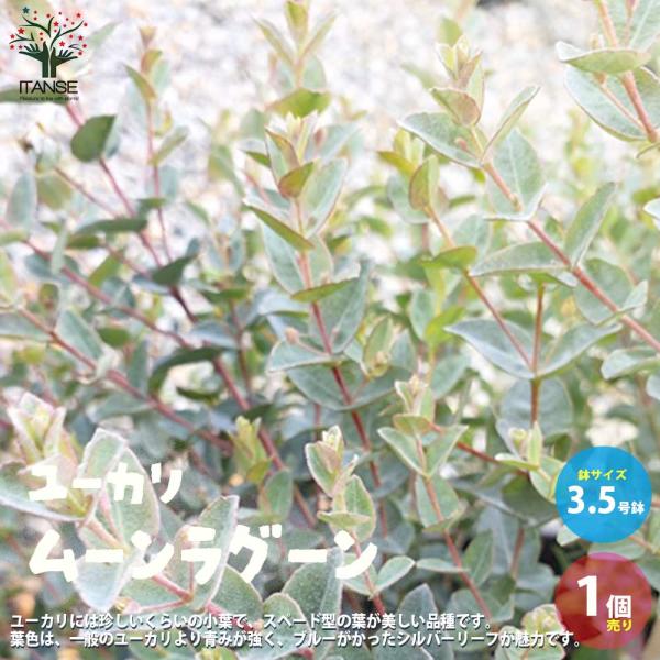 商品発送元："ITANSE農園セレクト通販"Healthy Herb &amp; Plants &amp; Foフラワー・ガーデニング、植木・盆栽・果樹ムーンラグーンは、ユーカリには珍しいくらいの小葉で、スペード型の葉が美しい品種です。葉色...
