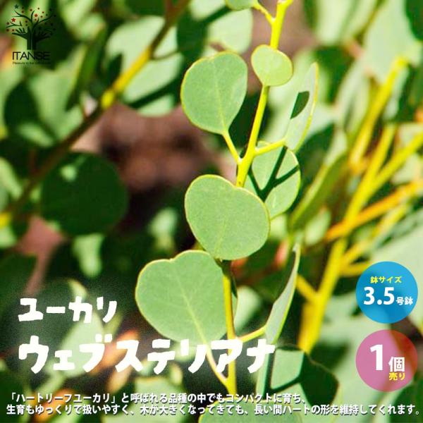 商品発送元："ITANSE農園セレクト通販"Healthy Herb &amp; Plants &amp; Foフラワー・ガーデニング、植木・盆栽・果樹ウェブステリアナは、「ハートリーフユーカリ」と呼ばれる品種の中でもコンパクトに育ち、生育...