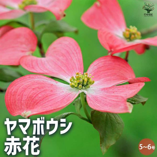 商品発送元："ITANSE農園セレクト通販"Healthy Herb &amp; Plants &amp; Foフラワー・ガーデニング、植木・盆栽・果樹とても丈夫で、樹形も自然と整い、成長も緩やかですので、シンボルツリーとしてとても人気があ...