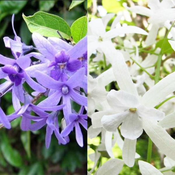 商品発送元："ITANSE農園セレクト通販"Healthy Herb &amp; Plants &amp; Foフラワー・ガーデニング、ガーデニング、苗物、花【セット内容】ペトレア・ヴォルビリス9cmポット1個ペトレア・ヴォルビリス アルビ...