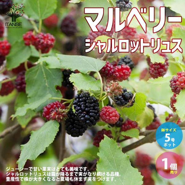 商品発送元："ITANSE農園セレクト通販"Healthy Herb &amp; Plants &amp; Foフラワー・ガーデニング、ガーデニング、苗物、野菜【PVP出願品種：品種名=わい性霧島四季成り(出願番号 第30722号)】シャル...