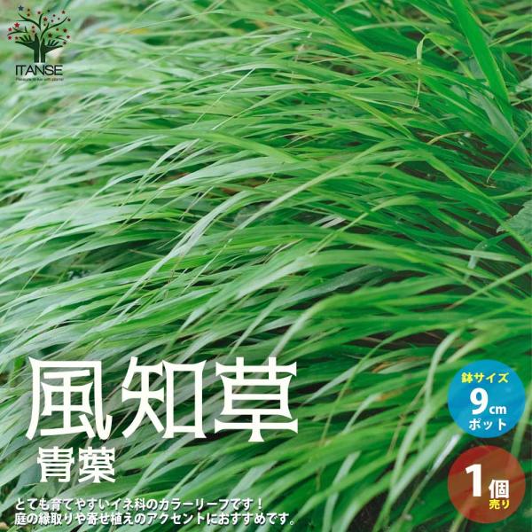 商品発送元："ITANSE農園セレクト通販"Healthy Herb &amp; Plants &amp; Foフラワー・ガーデニング、ガーデニング、苗物、花風知草は、日本の太平洋側を原産とする耐寒性宿根草で、山地や渓流沿いの崖のようなとこ...
