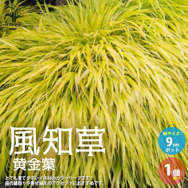 商品発送元："ITANSE農園セレクト通販"Healthy Herb &amp; Plants &amp; Foフラワー・ガーデニング、ガーデニング、苗物、花風知草は、日本の太平洋側を原産とする耐寒性宿根草で、山地や渓流沿いの崖のようなとこ...