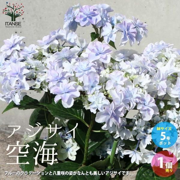 商品発送元："ITANSE農園セレクト通販"Healthy Herb &amp; Plants &amp; Foフラワー・ガーデニング、ガーデニング、苗物、花空海は、千葉県の大栄花園の高橋氏が作出した最新アジサイ品種です。※PVP品種登録予...