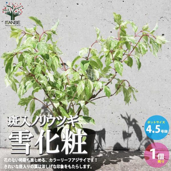 商品発送元："ITANSE農園セレクト通販"Healthy Herb &amp; Plants &amp; Foフラワー・ガーデニング、植木・盆栽・果樹ノリウツギは、日本原産の紫陽花(あじさい)の仲間です。雪化粧(ゆきげしょう)は、葉に美し...