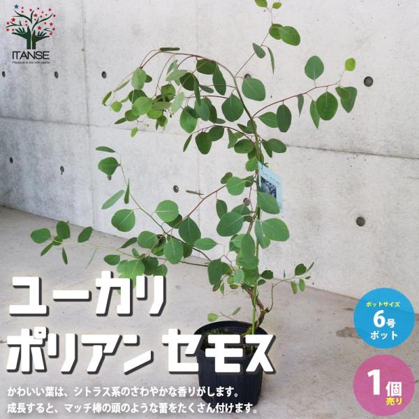 商品発送元："ITANSE農園セレクト通販"Healthy Herb &amp; Plants &amp; Foフラワー・ガーデニング、植木・盆栽・果樹葉がハートのような形をしている人気のユーカリで、ポポラスやハートリーフユーカリとも呼ばれ...