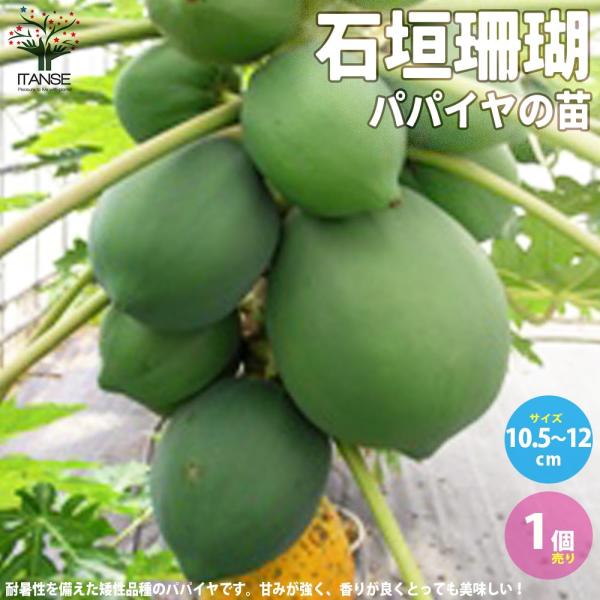 商品発送元："ITANSE農園セレクト通販"Healthy Herb &amp; Plants &amp; Foフラワー・ガーデニング、ガーデニング、苗物、野菜【PVP登録品種：第16161号】石垣島で生まれた「石垣珊瑚パパイヤ」で、平均糖...