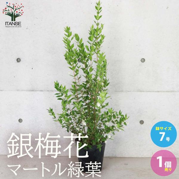 商品発送元："ITANSE農園セレクト通販"Healthy Herb &amp; Plants &amp; Foフラワー・ガーデニング、植木・盆栽・果樹銀梅花は、梅のようなかわいい白い花を、枝先に開花させる常緑低木です。光沢のある葉は、叩い...