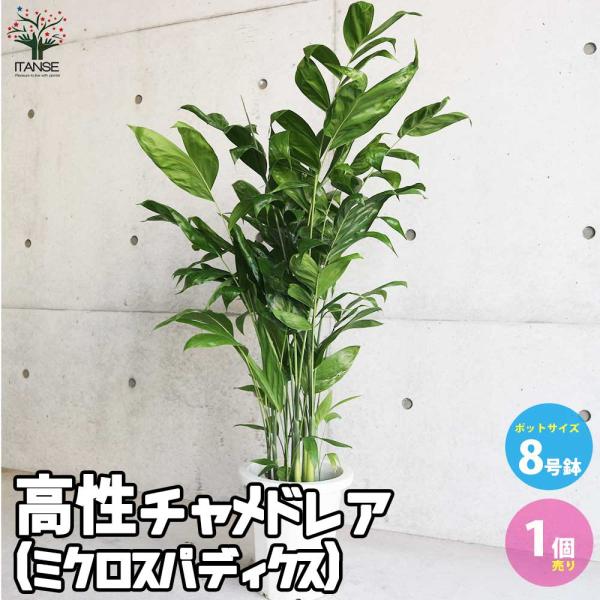 商品発送元："ITANSE農園セレクト通販"Healthy Herb &amp; Plants &amp; Foフラワー・ガーデニング、観葉植物高性チャメドレア(ミクロスパディクス)は、ヤシの仲間でありながら、普通のヤシとはひとあじ違った趣...