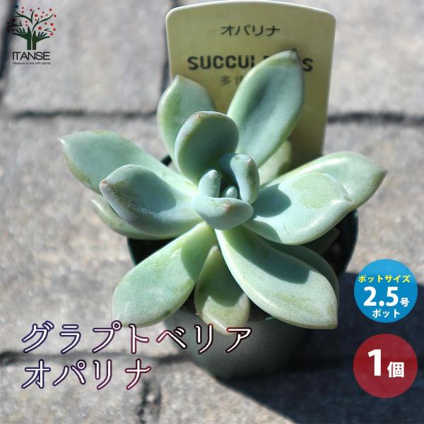 商品発送元："ITANSE農園セレクト通販"Healthy Herb &amp; Plants &amp; Foフラワー・ガーデニング、観葉植物【グラプトベリアについて】グラプトベリアは、「グラプトペダルム」と「エケベリア」の交配品種です。...