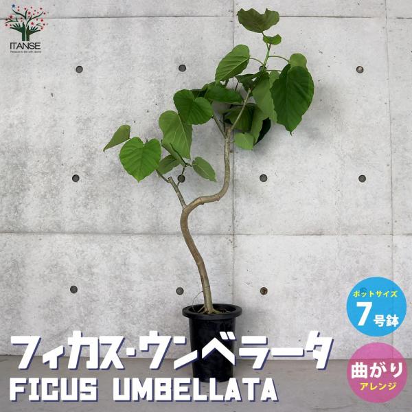 商品発送元："ITANSE農園セレクト通販"Healthy Herb &amp; Plants &amp; Foフラワー・ガーデニング、観葉植物初心者にも丈夫で育てやすい観葉植物として人気！観葉植物の中でポピュラーなゴムの木の中でも、ベンガ...