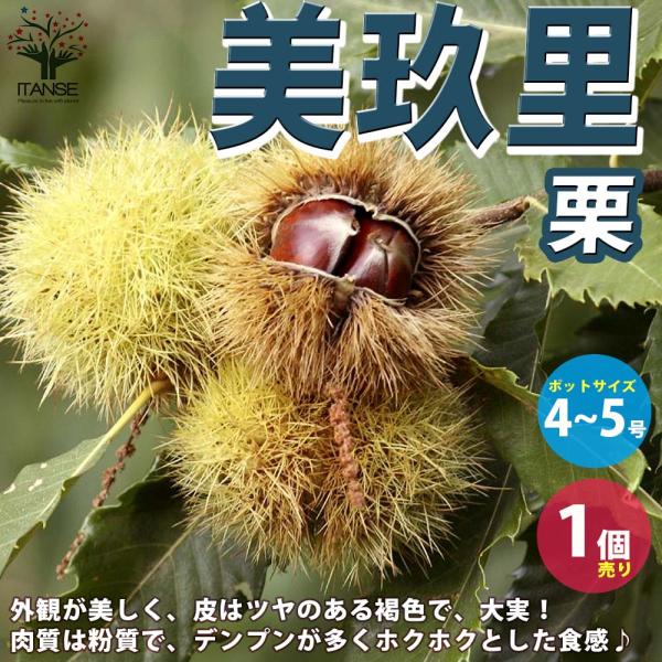 商品発送元："ITANSE農園セレクト通販"Healthy Herb &amp; Plants &amp; Foフラワー・ガーデニング、ガーデニング、苗物、野菜【PVP登録品種：美玖里(みくり)】美玖里(みくり)は、美味しく『美』、外観が優...