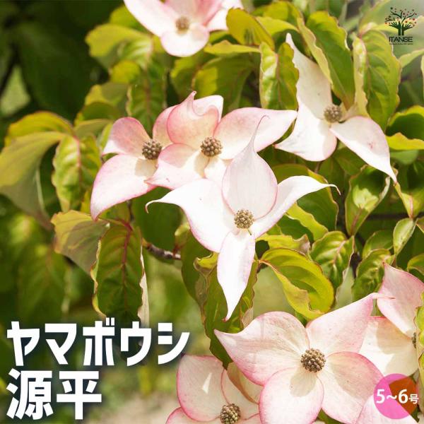 商品発送元："ITANSE農園セレクト通販"Healthy Herb &amp; Plants &amp; Foフラワー・ガーデニング、植木・盆栽・果樹源平ヤマボウシは白花にうっすらとピンク色が入る品種です。白からピンクに変化する花色の変化...