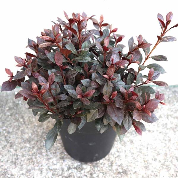 商品発送元："ITANSE農園セレクト通販"Healthy Herb &amp; Plants &amp; Foフラワー・ガーデニング、植木・盆栽・果樹赤葉ツツジ カッパーエバーは、年間を通して美しい葉色が楽しめるつつじです。新芽は赤色で、...