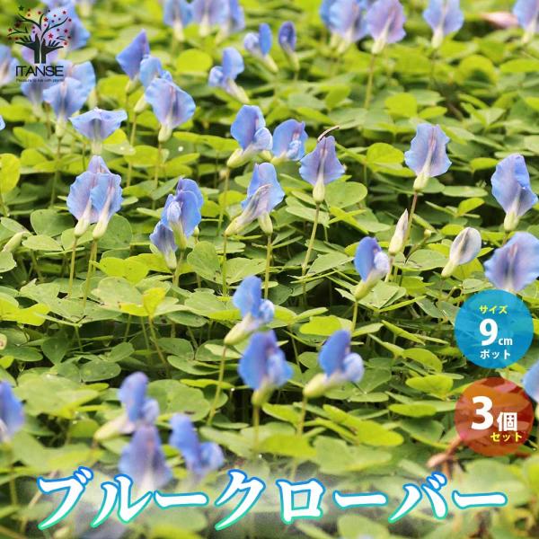 商品発送元："ITANSE農園セレクト通販"Healthy Herb &amp; Plants &amp; Foフラワー・ガーデニング、ガーデニング、苗物、ハーブブルークローバーは、葉がクローバー(シロツメクサ)によく似ている青い花を咲かせ...