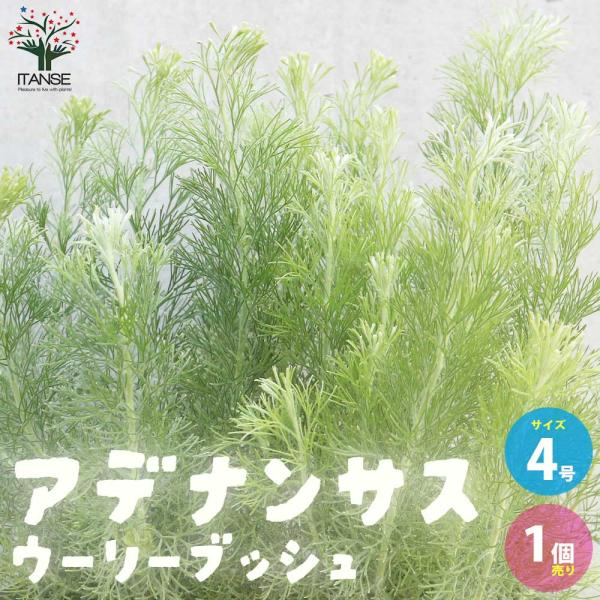 商品発送元："ITANSE農園セレクト通販"Healthy Herb &amp; Plants &amp; Foフラワー・ガーデニング、植木・盆栽・果樹アデナンサス ウーリーブッシュは、シルバーグリーンの細くて柔らかな葉が特徴のオージープラ...