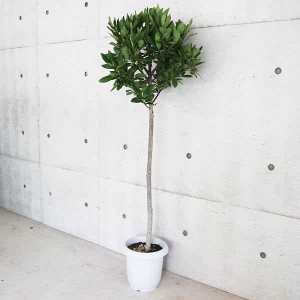 商品発送元："ITANSE農園セレクト通販"Healthy Herb &amp; Plants &amp; Foフラワー・ガーデニング、ガーデニング、苗物、ハーブゲッケイジュは雌雄異株の常緑高木です。葉は乾燥させて香料として料理に使われるの...