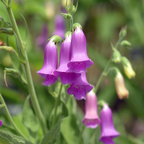 商品発送元："ITANSE農園セレクト通販"Healthy Herb &amp; Plants &amp; Foフラワー・ガーデニング、ガーデニング、苗物、花ジギタリスは、ベルの形をした花を穂状につける洋風ガーデンで人気の宿根草です。寒さに...