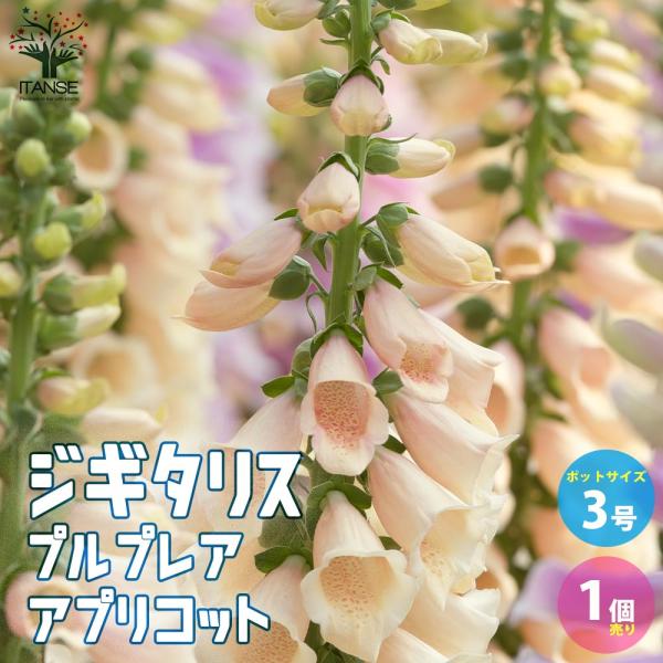 商品発送元："ITANSE農園セレクト通販"Healthy Herb &amp; Plants &amp; Foフラワー・ガーデニング、ガーデニング、苗物、花ジギタリスは、ベルの形をした花を穂状につける洋風ガーデンで人気の宿根草です。寒さに...