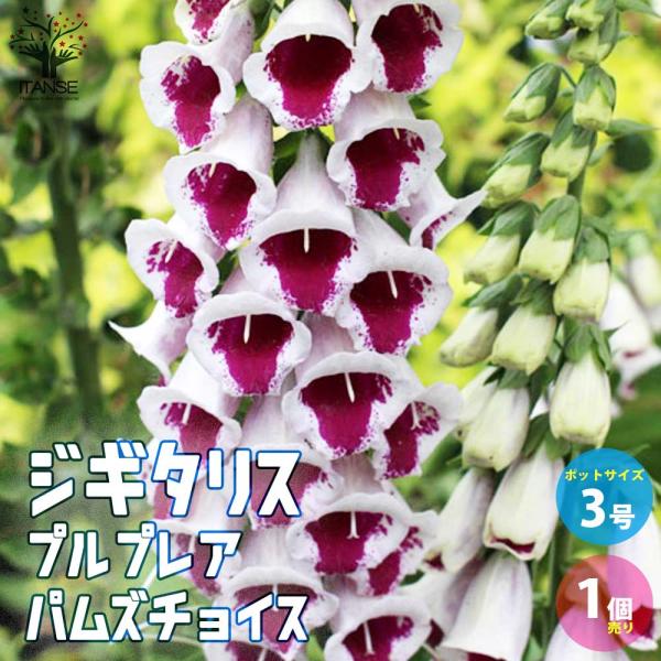 商品発送元："ITANSE農園セレクト通販"Healthy Herb &amp; Plants &amp; Foフラワー・ガーデニング、ガーデニング、苗物、花ジギタリスは、ベルの形をした花を穂状につける洋風ガーデンで人気の宿根草です。寒さに...