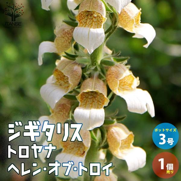 商品発送元："ITANSE農園セレクト通販"Healthy Herb &amp; Plants &amp; Foフラワー・ガーデニング、ガーデニング、苗物、花ジギタリスは、ベルの形をした花を穂状につける洋風ガーデンで人気の宿根草です。寒さに...