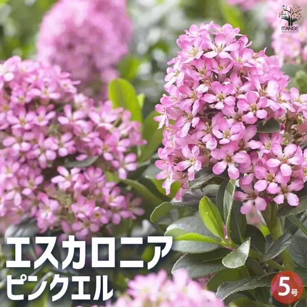 商品発送元："ITANSE農園セレクト通販"Healthy Herb &amp; Plants &amp; Foフラワー・ガーデニング、植木・盆栽・果樹【PVP登録品種：第25603号】ピンクエルは、南米原産のエスカロニア属の園芸品種で、常...
