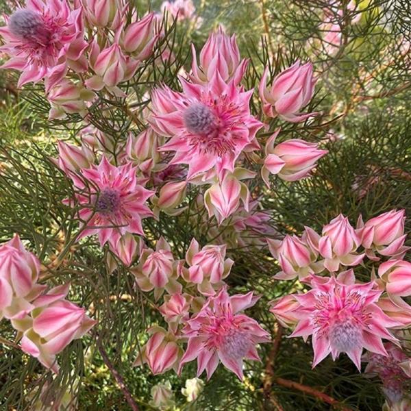 商品発送元："ITANSE農園セレクト通販"Healthy Herb &amp; Plants &amp; Foフラワー・ガーデニング、植木・盆栽・果樹【セルリアについて】セルリアは、南アフリカ原産の半耐寒性常緑低木で、40種以上の品種があ...