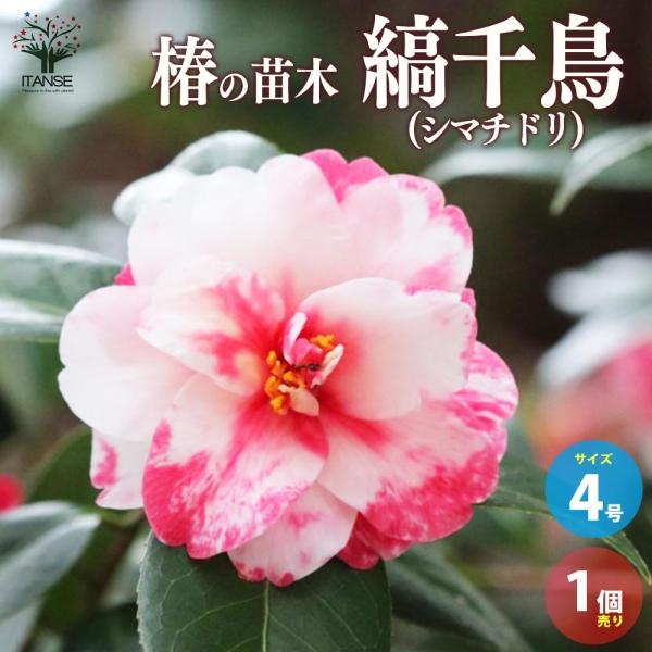 商品発送元："ITANSE農園セレクト通販"Healthy Herb &amp; Plants &amp; Foフラワー・ガーデニング、植木・盆栽・果樹【椿の特徴】ツバキは古くから親しまれている、日本を代表する花木のひとつです。春に咲く品種...