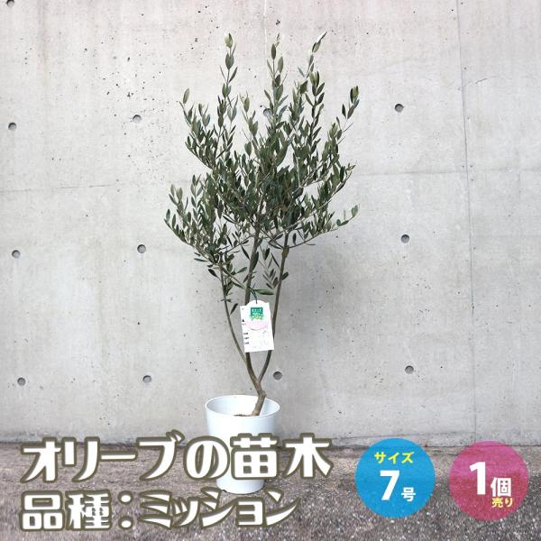 商品発送元："ITANSE農園セレクト通販"Healthy Herb &amp; Plants &amp; Foフラワー・ガーデニングオリーブは、地中海沿岸を中心に、世界中で広く栽培されている植物で、日本では庭木やシンボルツリー、観葉植物と...