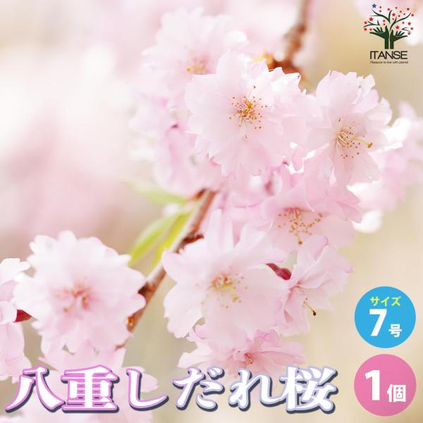 商品発送元："ITANSE農園セレクト通販"Healthy Herb &amp; Plants &amp; Foフラワー・ガーデニング、植木・盆栽・果樹桜の中でも、しだれる姿と八重咲きの花が美しい品種です。花色は淡い桜色で、八重に咲く満開の...