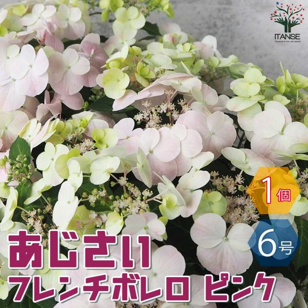商品発送元："ITANSE農園セレクト通販"Healthy Herb &amp; Plants &amp; Foフラワー・ガーデニング、ガーデニング、苗物、花【PVP出願品種:Bolero】フレンチボレロは、全ての側芽(そくが)から花が咲く...