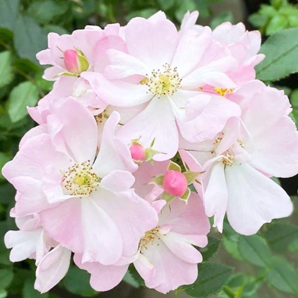 商品発送元："ITANSE農園セレクト通販"Healthy Herb &amp; Plants &amp; Foフラワー・ガーデニング、ガーデニング、苗物、花スターリー スカイは、サクラのような小ぶりの花がたくさん咲く、ちょっと変わったバラ...